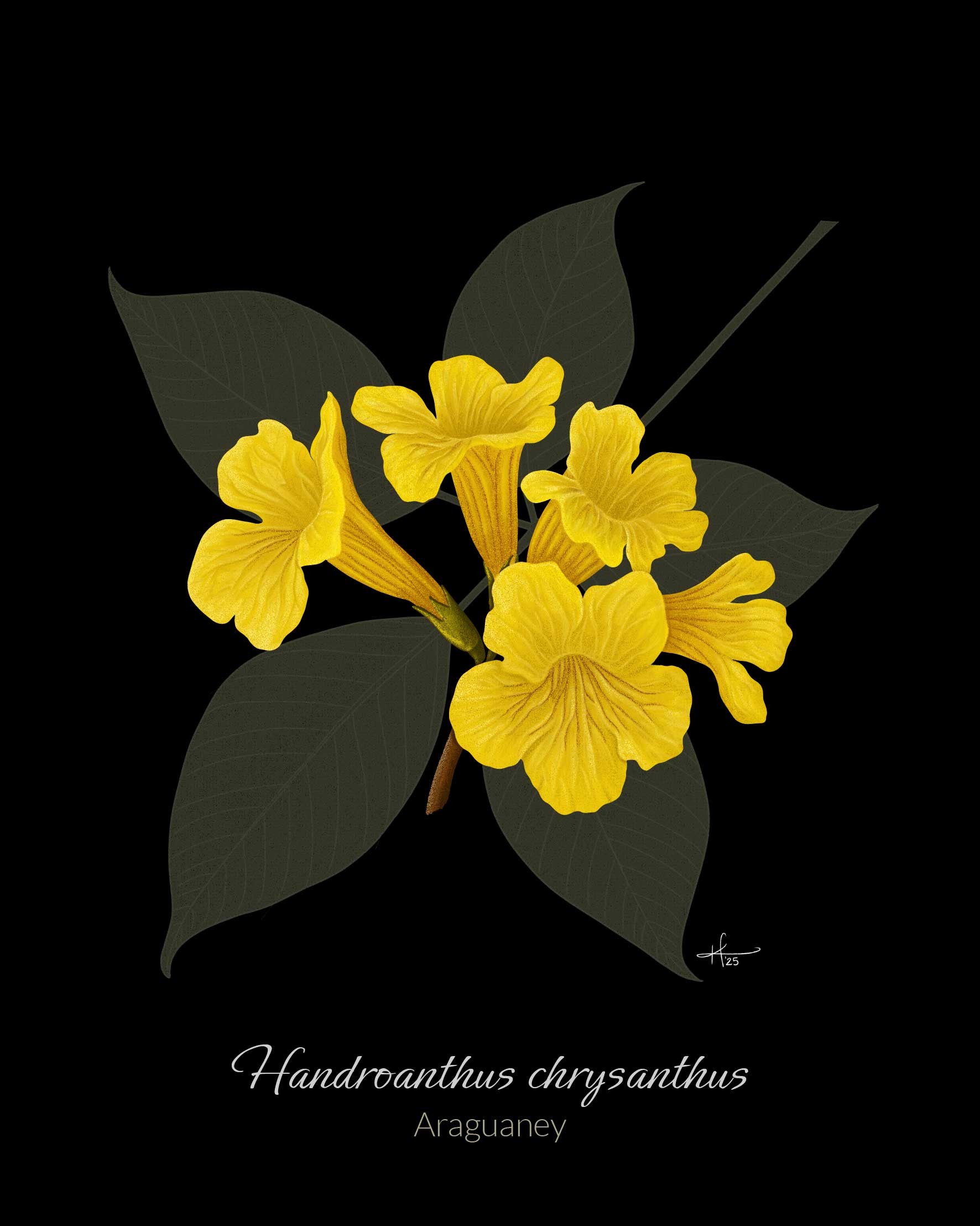 Flores de Venezuela - Kimberlyn Fonseca-Pérez