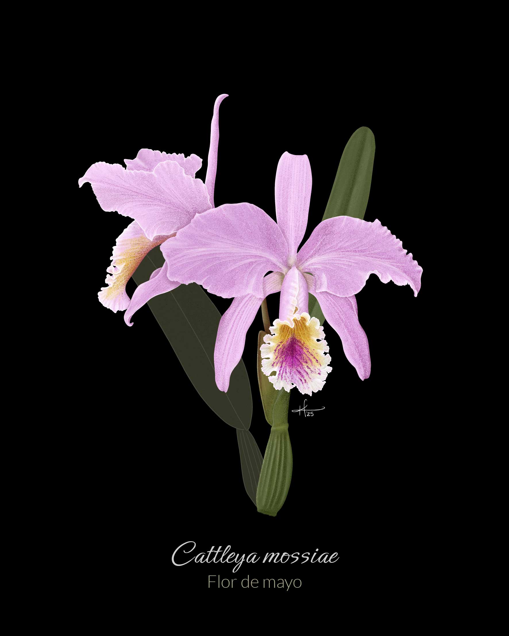 Flores de Venezuela - Kimberlyn Fonseca-Pérez